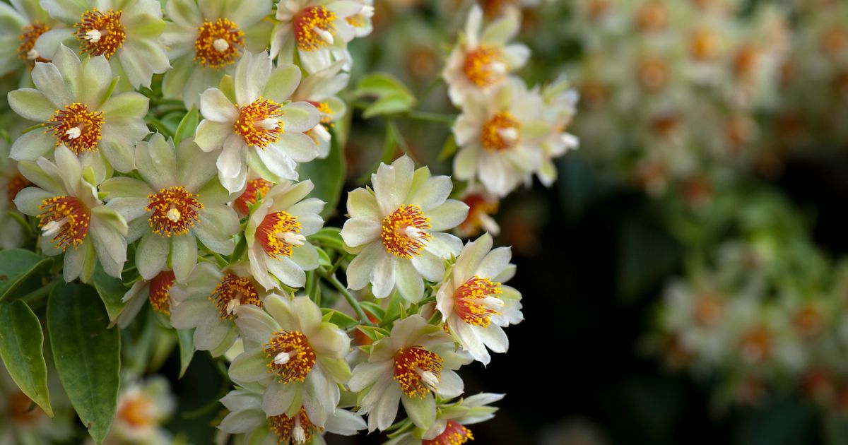 Descubra qual o Valor Nutricional do Ora Pro Nobis
