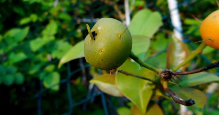 Fruto do ora pro nóbis: Como utilizar e benefícios - Ora Pro Nobis